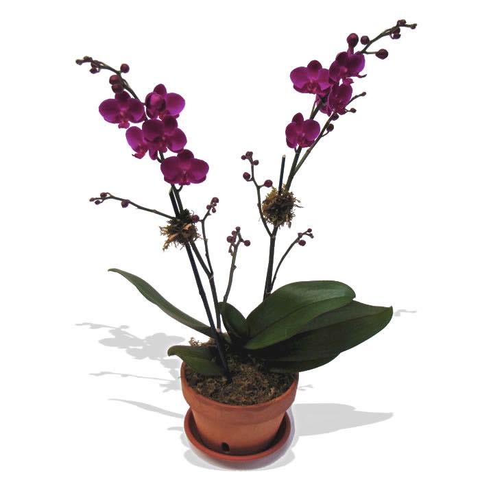 Purple Mini Orchid – Flowers on First